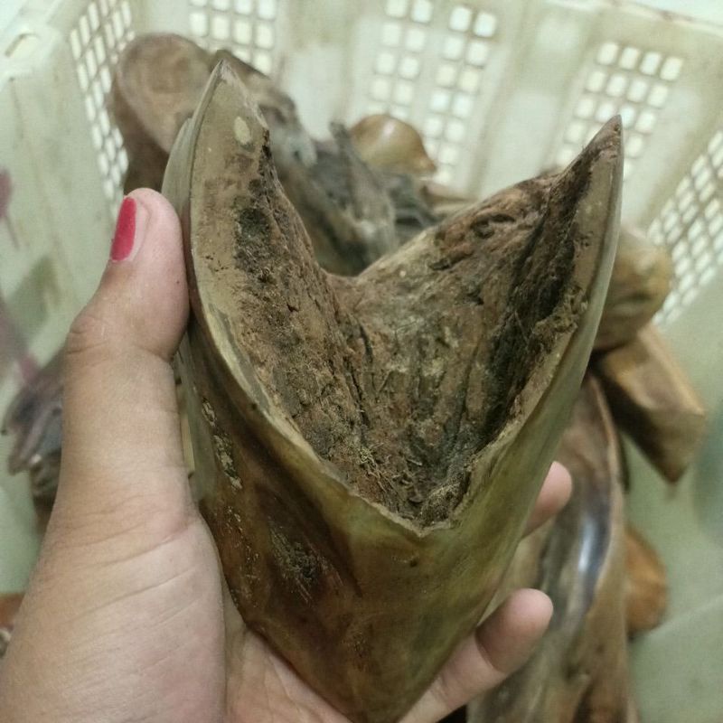 Jual bongkahan kayu gaharu Kalimantan | Shopee Indonesia