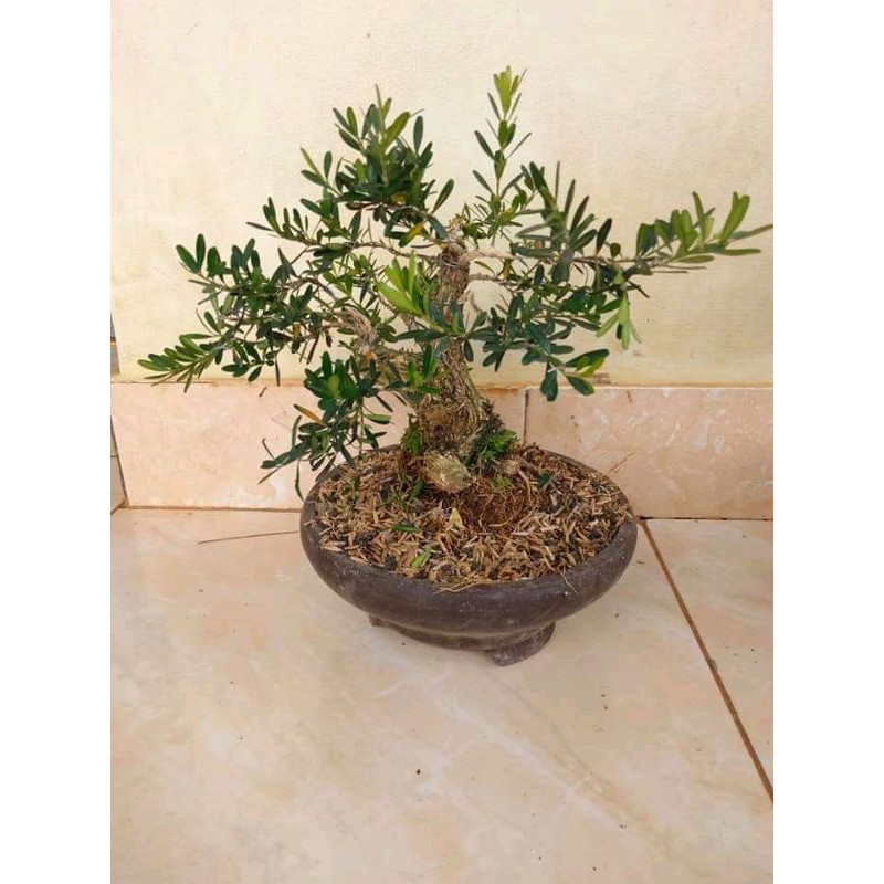 Jual Tanaman Hias Bonsai Boksus - Bonsai Boksus | Shopee Indonesia