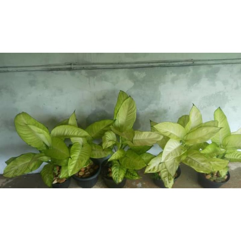 Jual aglaonema diven tissue jumbo | Shopee Indonesia