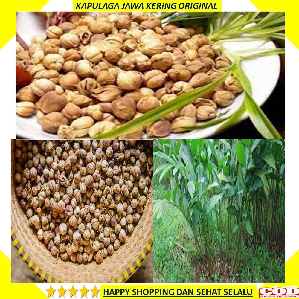 Jual Kapulaga Kering Kapol Jawa Lokal 100 Gram Original Kapolaga ...