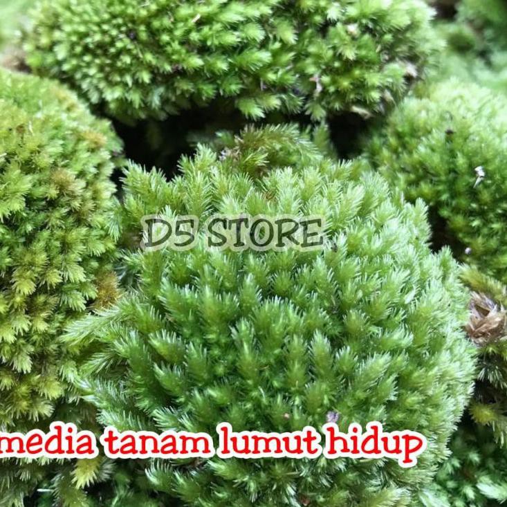 Jual Mall Media tanam mos lumut hidup 1 kg / media tanam lumut hutan ...