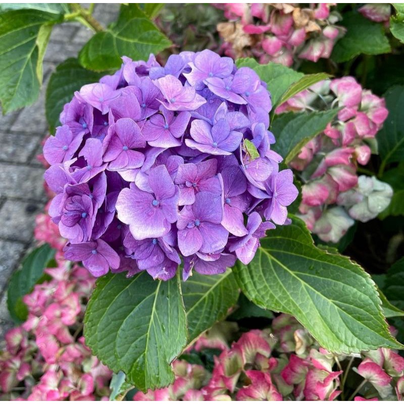 Jual hortensia ungu / bibit Roten ungu / hydrangea | Shopee Indonesia