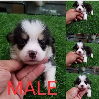 Jual Anjing Corgi Terlengkap & Harga Terbaru Agustus 2024 | Shopee ...