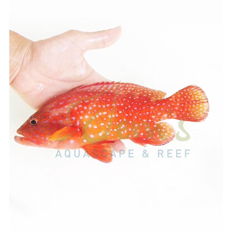 Jual Kerapu Lodi (Leopard Coral Grouper) | Shopee Indonesia