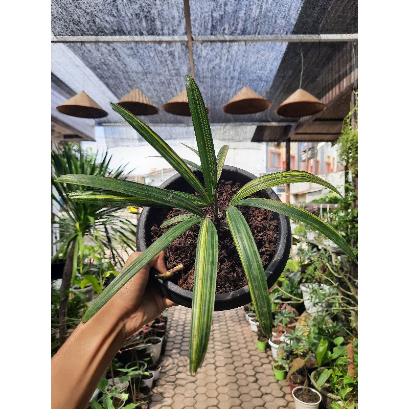 Jual Palem Waregu Variegata Ukuran Kecil | Shopee Indonesia