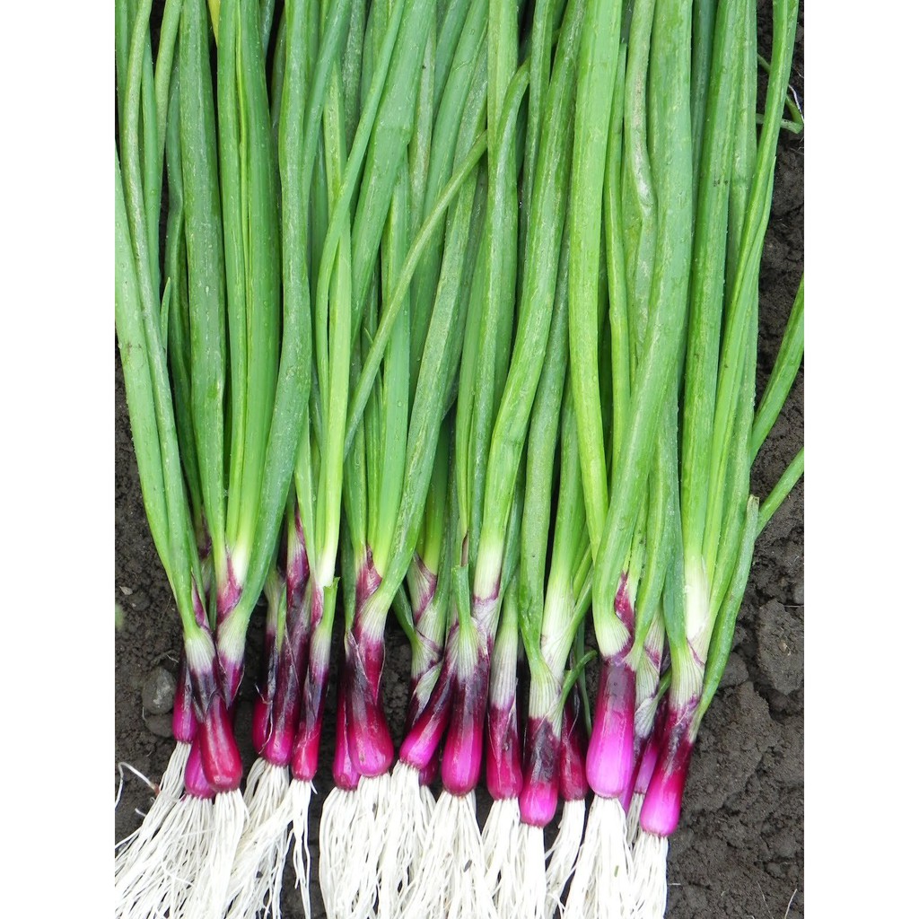 Jual Onion Lilia Italian Purple Spring 50 Biji (Benih Biji Bibit ...