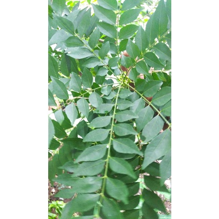 Jual Daun Kari Kare Salam Koja segar 200gram | Shopee Indonesia