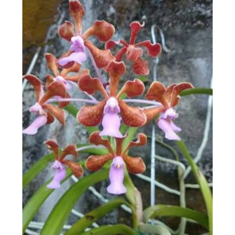 Jual Anggrek vanda limbata berbunga | Shopee Indonesia