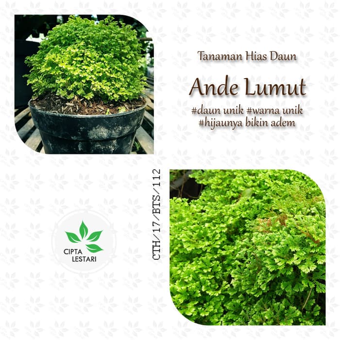 Jual Tanaman Hias Ande Ande Lumut - Pohon Daun Cakar Ayam Warna Unik ...