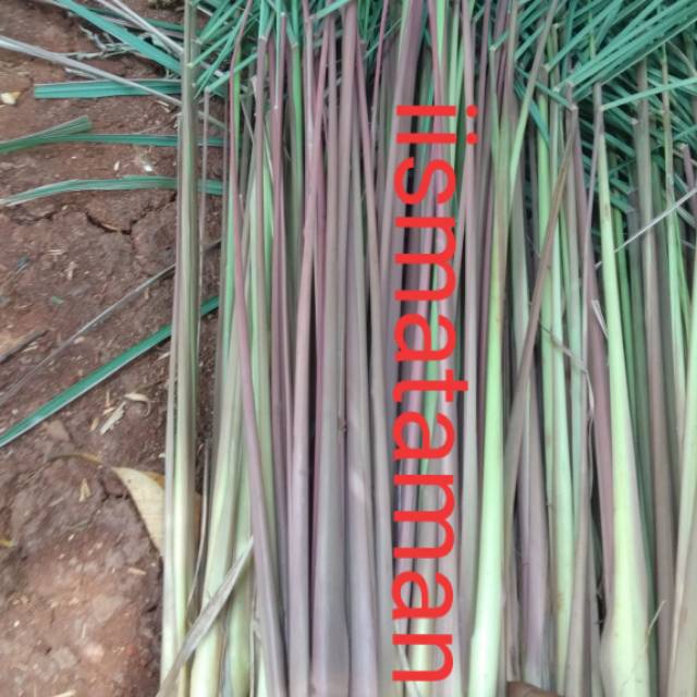 Jual 1 kg sereh merah | Shopee Indonesia