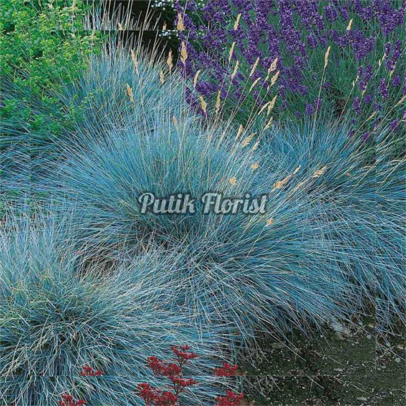 Jual Tanaman Rumput Biru Festuca Glauca | Shopee Indonesia