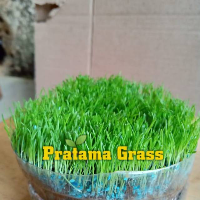 Jual Benih rumput Jepang 1kg - bibit rumput jepang - biji rumput jepang ...