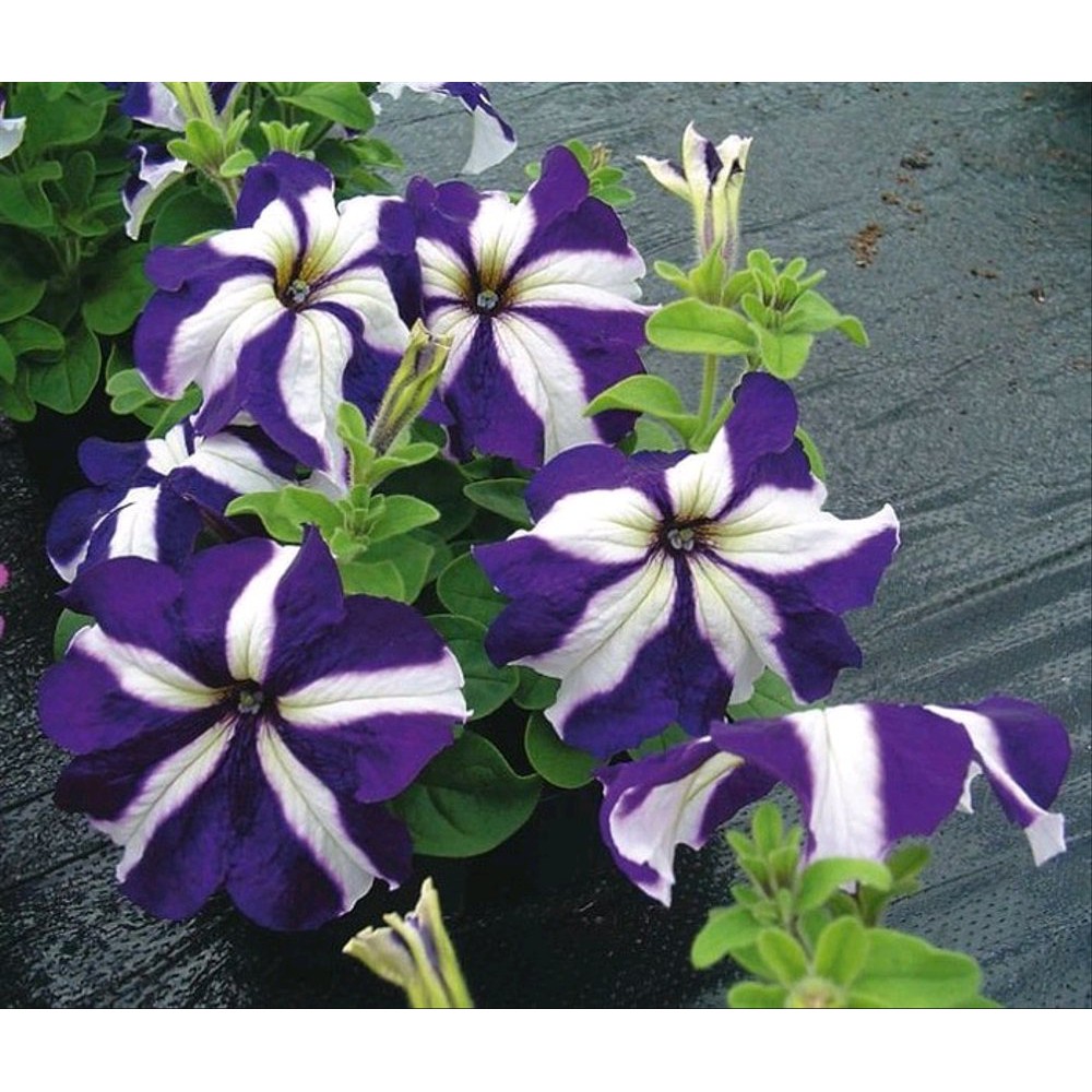Jual 50 Benih Bunga Petunia Ultra Blue Star | Shopee Indonesia