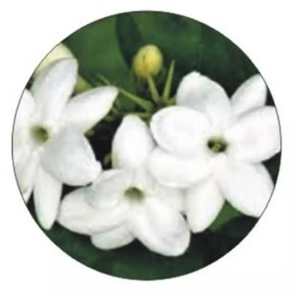 Jual Tanaman Hias Melati Wangi - Tanaman Melati Jawa - Pohon Melati ...