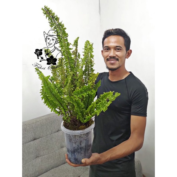 Jual FahriOrchid - Tanaman indoor penyejuk mata Paku boston curly ...