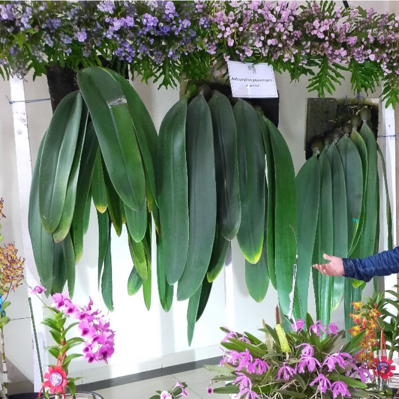 Jual anggrek bulbophyllum macrobulbon | Shopee Indonesia