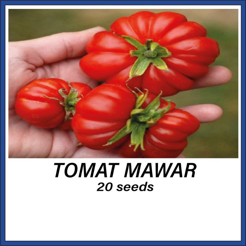 Jual BENIH TOMAT MAWAR (TERMURAH), TOMAT RANTI, SAYURAN SEKALIGUS ...