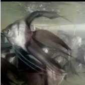 Jual Manfish BW slayer big size | Shopee Indonesia