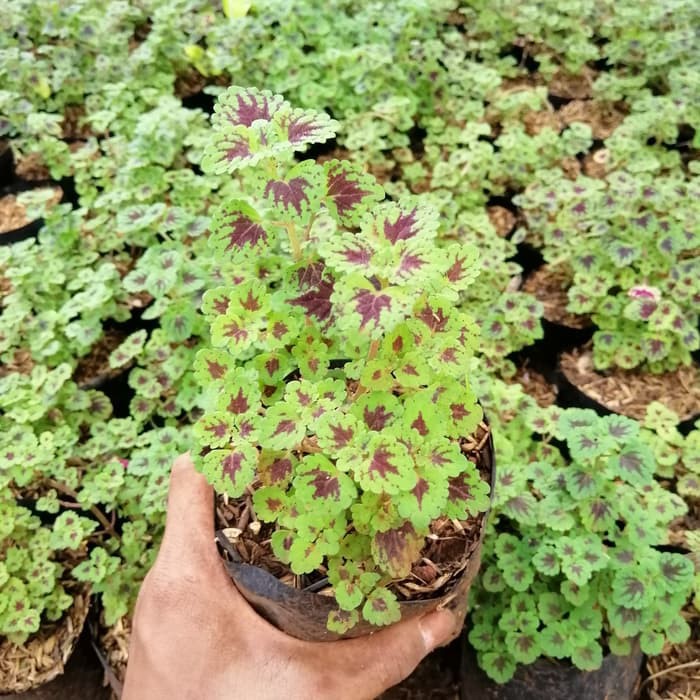 Jual tanaman hias miyana mini - miana mini | Shopee Indonesia