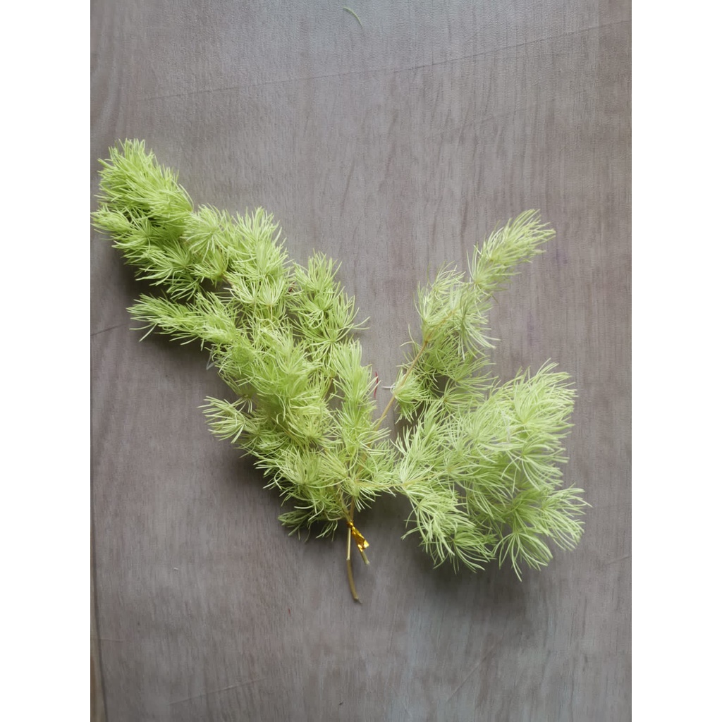Jual Bunga Asparagus Bintang 5 gram Serba 15 Ribu | Shopee Indonesia