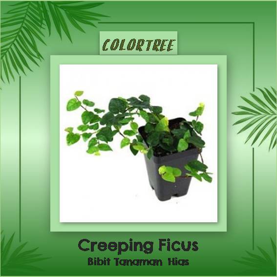 Jual Bibit Tanaman Hias Rambat Creeping Ficus 5pc | Shopee Indonesia