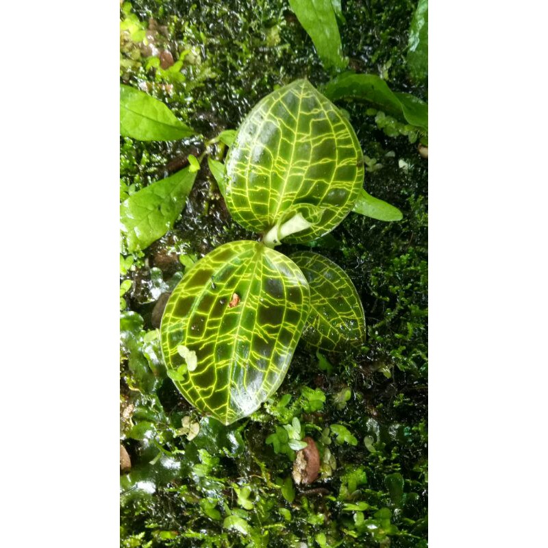 Jual jewel orchid (machodes petola) karpet/ pohon /pot /bunga / bonsai ...