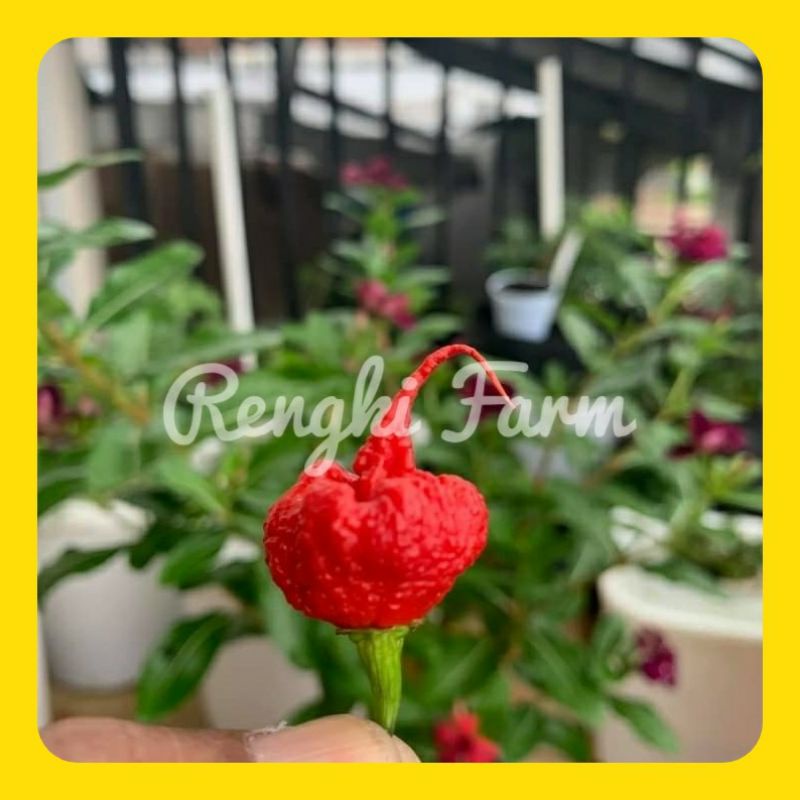 Jual Buah Cabai RED PRIMO (1buah) | Shopee Indonesia
