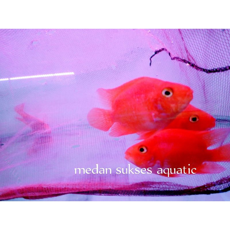 Jual Ikan Red Parrot / Ikan Hongshui / Ikan Hong Sui / ikan hias air ...