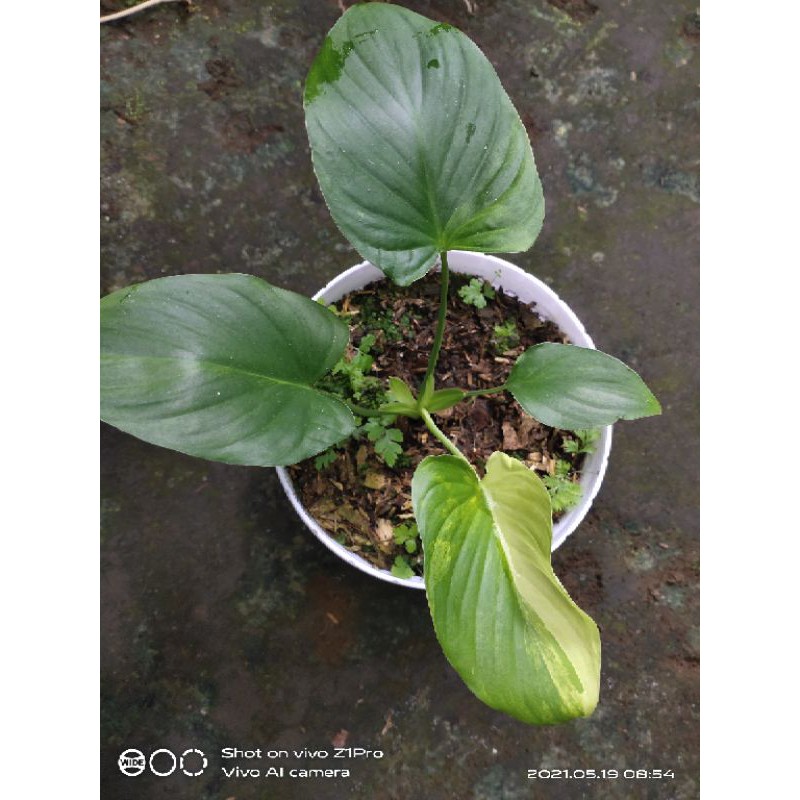 Jual homalomena varigata | Shopee Indonesia