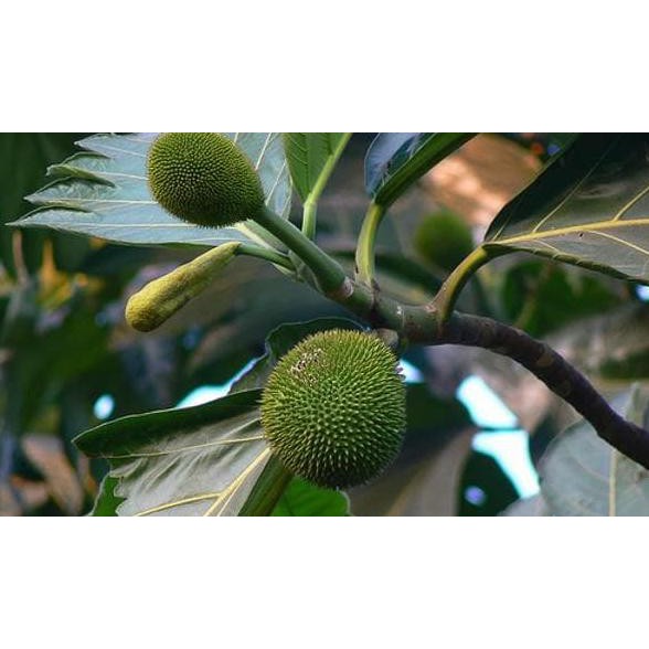 Jual Cl3O Bibit Tanaman Buah Kluwih Brek | Shopee Indonesia