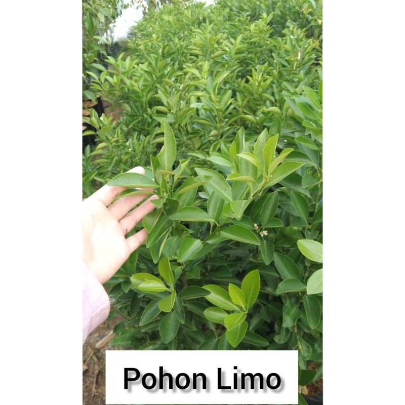 Jual pohon Limo | Shopee Indonesia