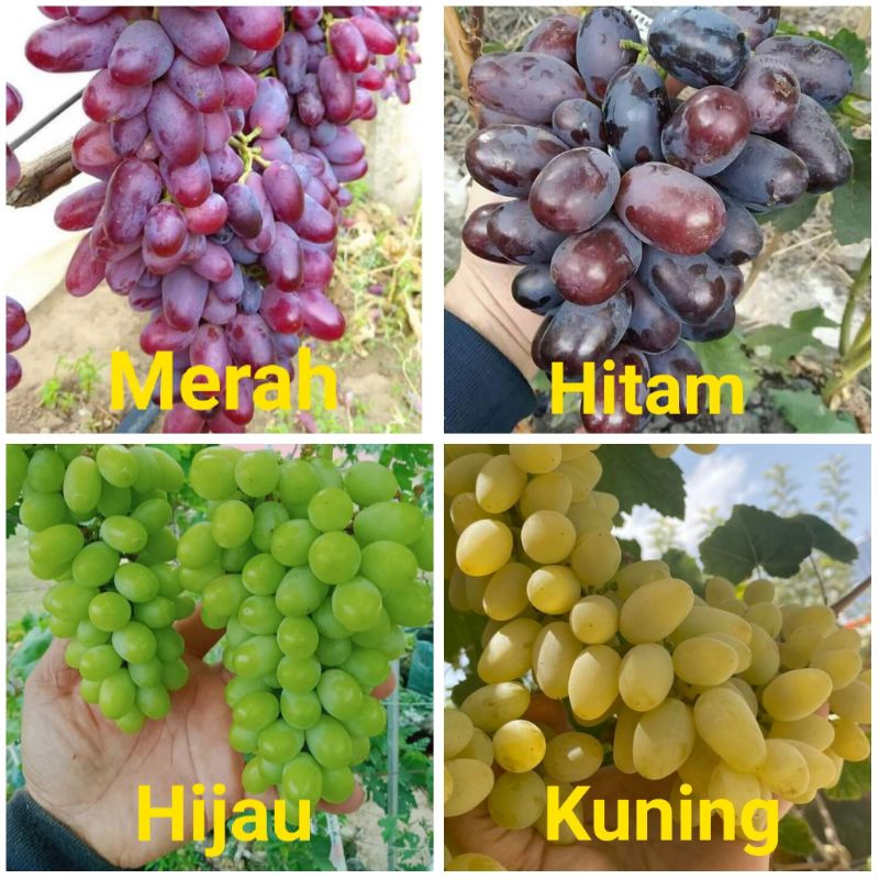 Jual Paket bibit anggur isi 4 (buah manis) Grafting cuting | Shopee ...