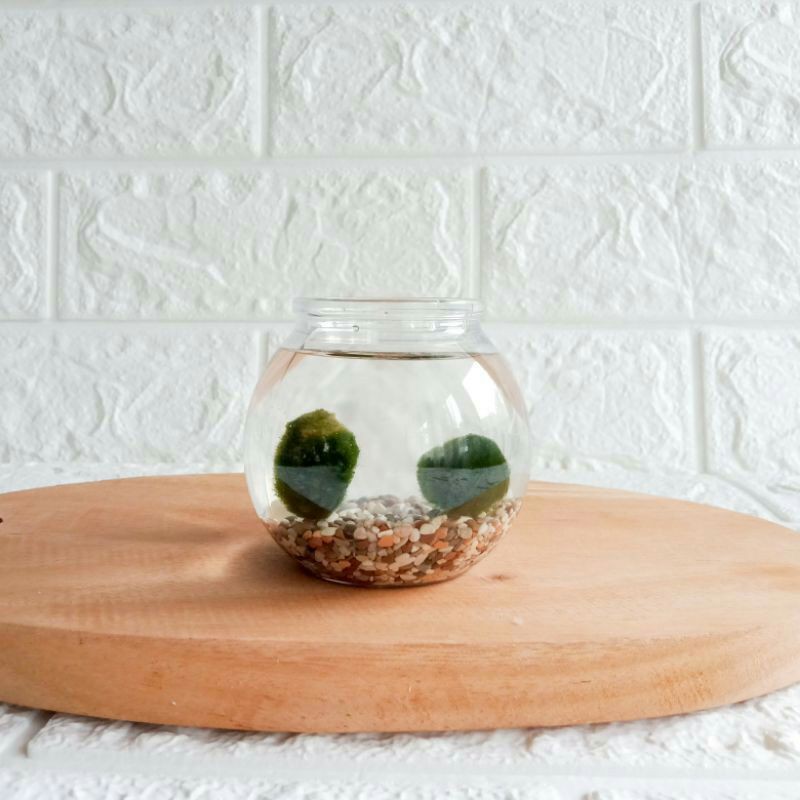 Jual Marimo Moss Ball in Bola 100 ml 3