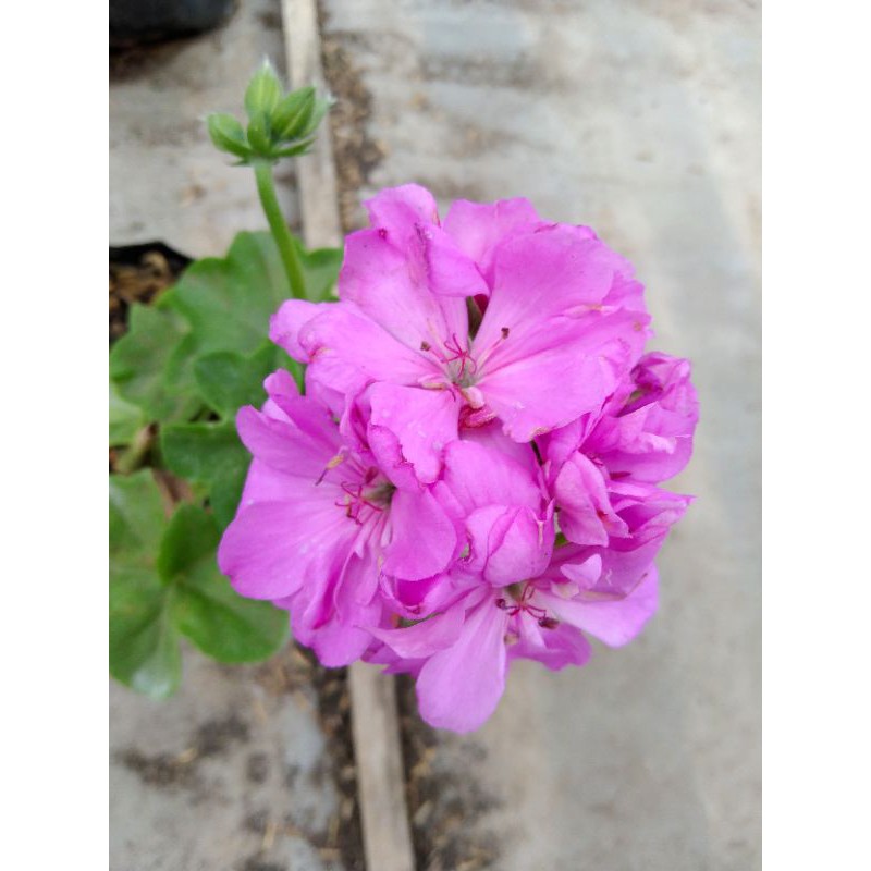 Jual geranium ungu bunga gantung pelargonium zonale | Shopee Indonesia