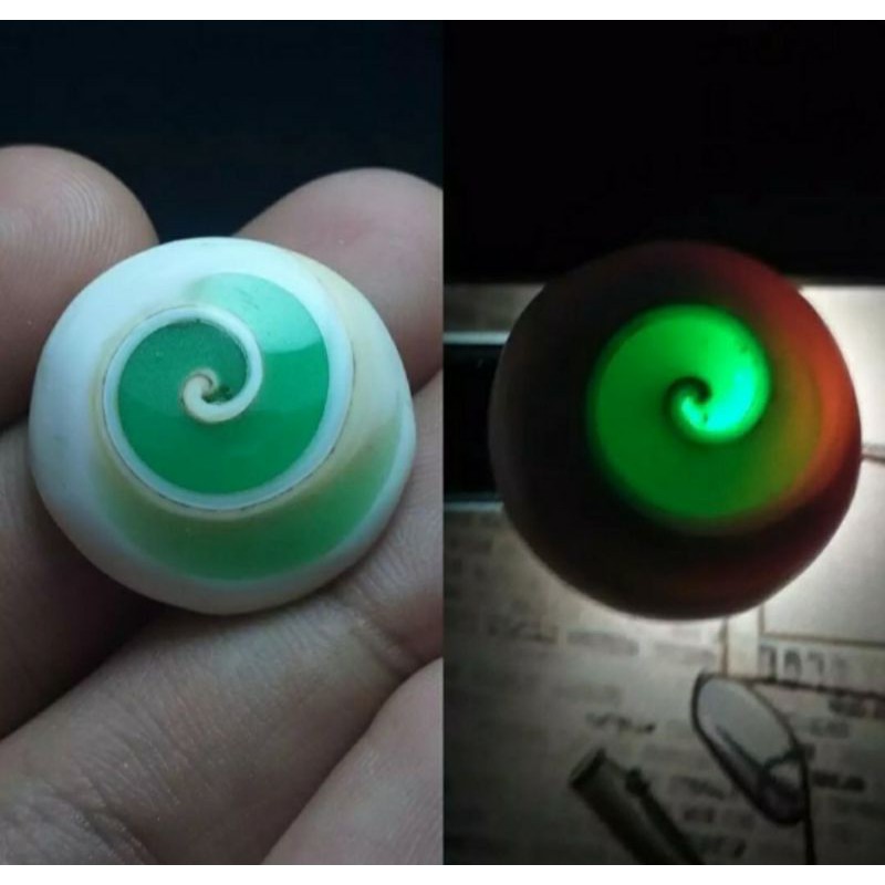 Jual batu posil laut pospor menyala | Shopee Indonesia