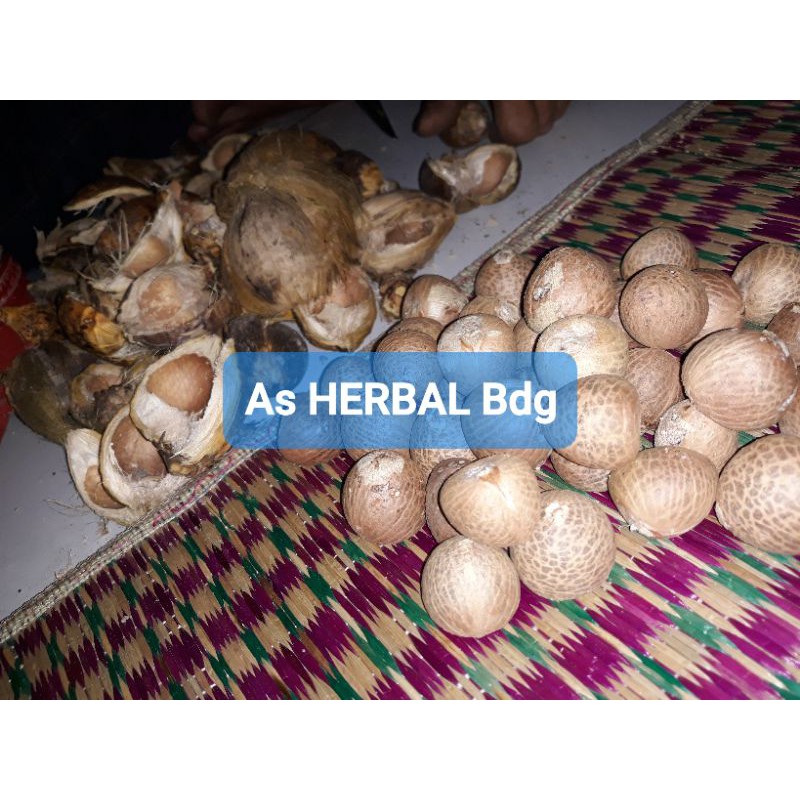 Jual Biji Pinang Tua 1 Kg / biji pinang asli-az | Shopee Indonesia