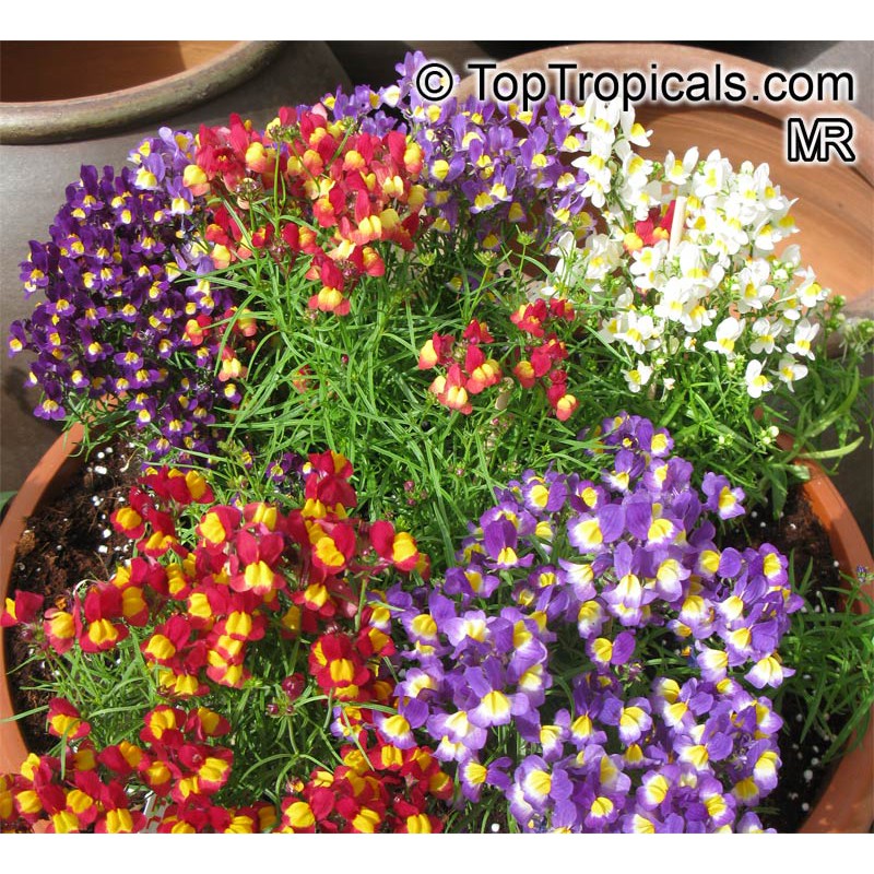 Jual ISI PAKET: 100 Benih Biji Bibit Bunga Dwarf Snapdragon Mix Fairy ...