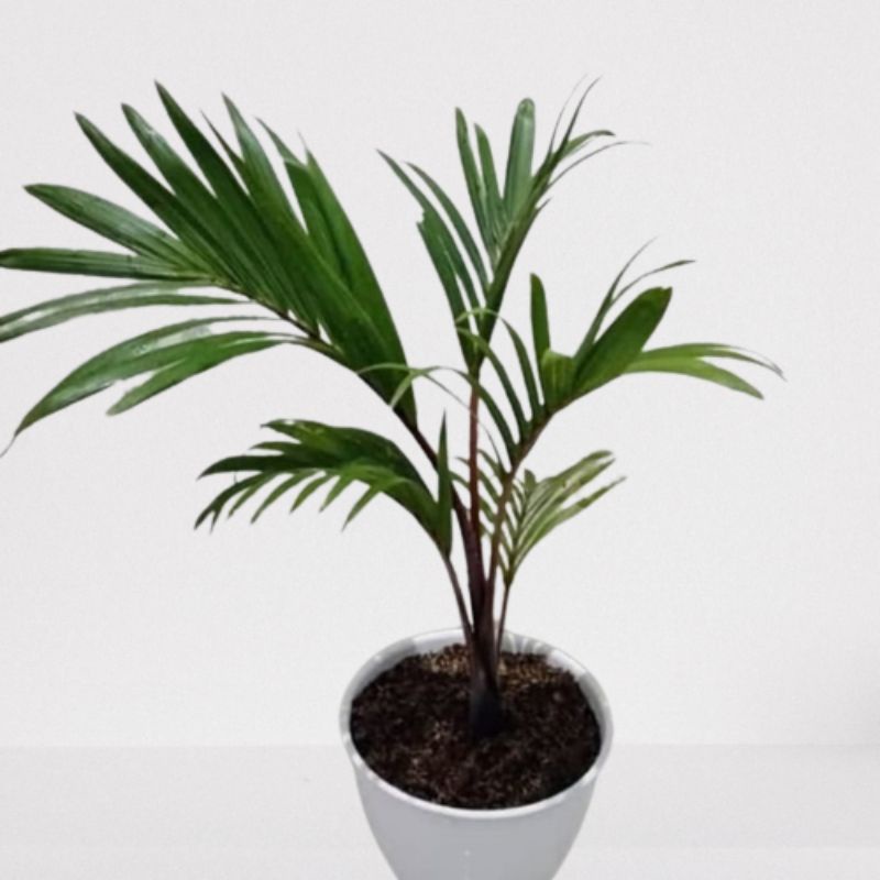 Jual Tanaman hias hidup palem botol Tanaman hias palem botol bibit ...