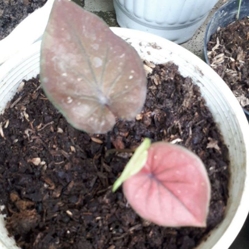 Jual caladium chocolatos / caladium chocolate / keladi cocolate ...