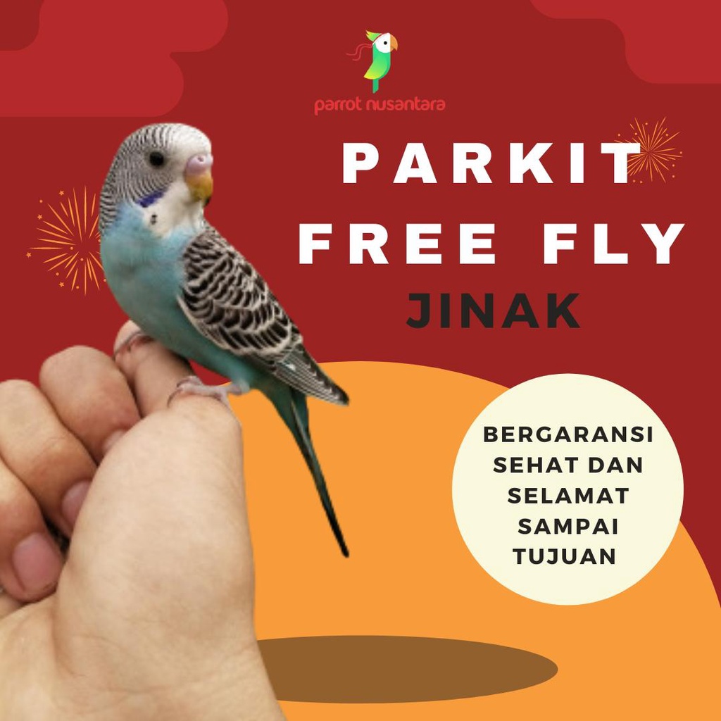Jual BURUNG PARROT PARKIT SKILL FREE FLY JINAK | Shopee Indonesia