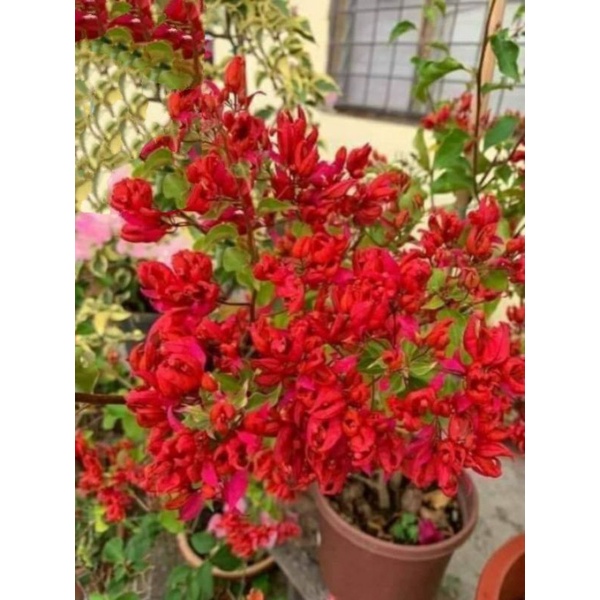 Jual PROMO!!! tanaman hias Bougenville ekor musang merah | Shopee Indonesia