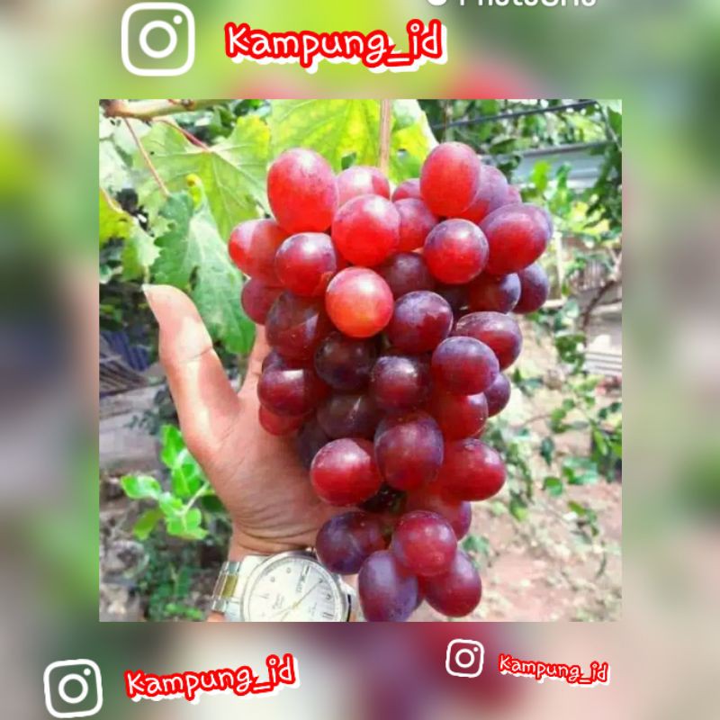Jual Bibit Anggur Import Jenis Ninel | Shopee Indonesia Jual Bibit Anggur Import Jenis Ninel | Shopee Indonesia