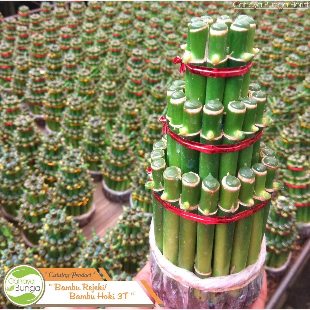 Jual Tanaman Bambu Rejeki Pagoda 3 Tingkat | Shopee Indonesia