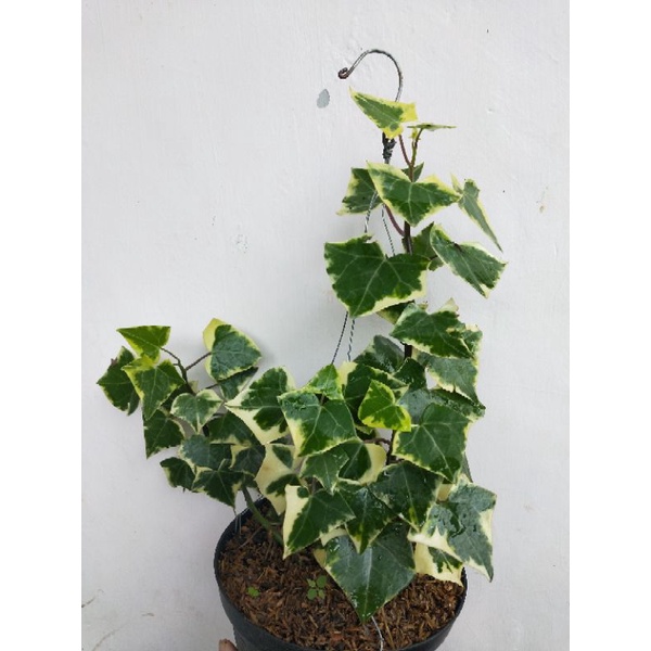 Jual ivy daun tebal varigata | Shopee Indonesia