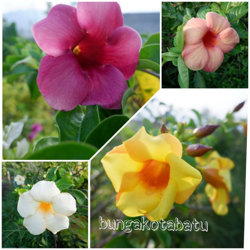 Jual Bibit Tanaman Bunga Alamanda | Shopee Indonesia