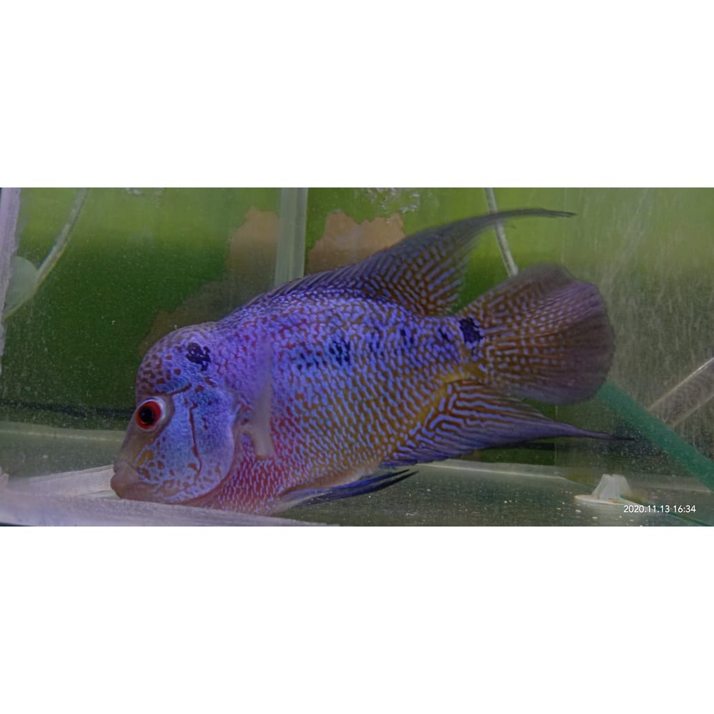 Jual Ikan Louhan | Shopee Indonesia