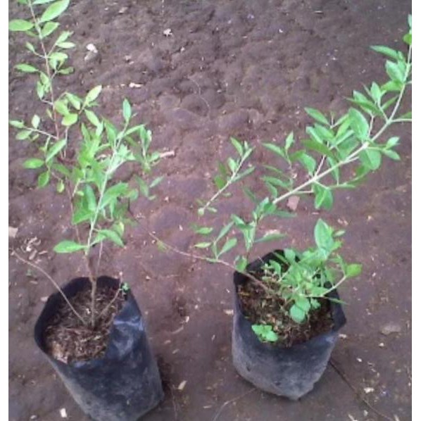Jual bibit tanaman daun pacar arab/pacar kuku/pewarna kuku/pohon henna ...