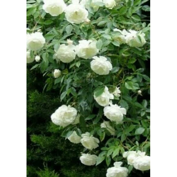 Jual tanaman climbing rose putih (mawar rambat putih) | Shopee Indonesia