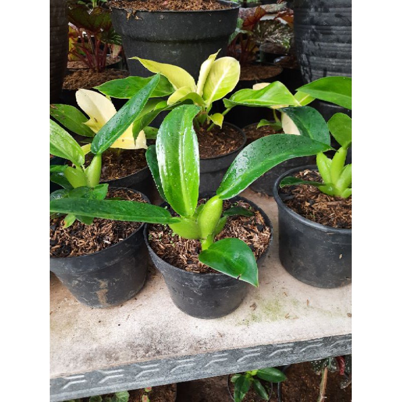 Jual Philodendron Katak /Philo Katak | Shopee Indonesia