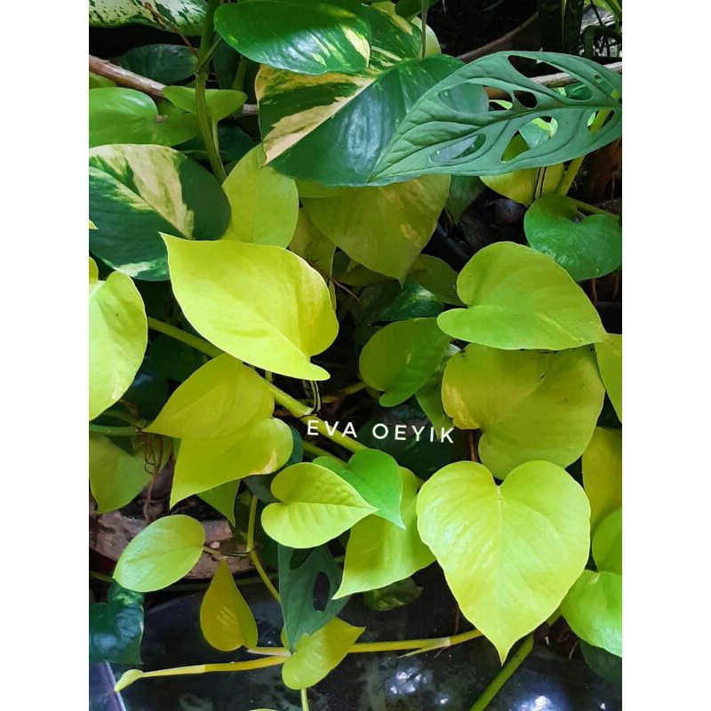 Jual Tanaman Hias Sirih gading Lemon sirih Gading Belanda | Shopee ...